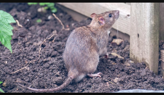 Pacovi i miševi se neće približiti vašem imanju: SAMO sameljite ove ...